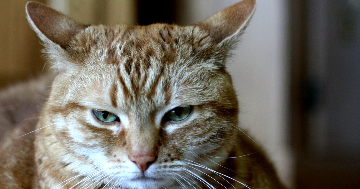 The Silver Lining: Single Life, Kittens and Unrequited Love | HuffPost ...