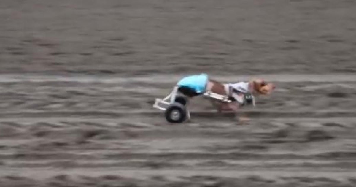 Disabled Dachshund In A Wheelchair Takes Part In Dog Race, Wins ...