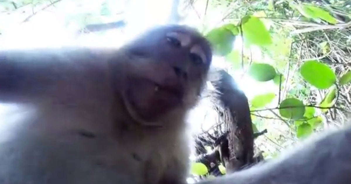 WATCH: Monkey Steals Video Camera, Takes Selfie With It | HuffPost UK ...
