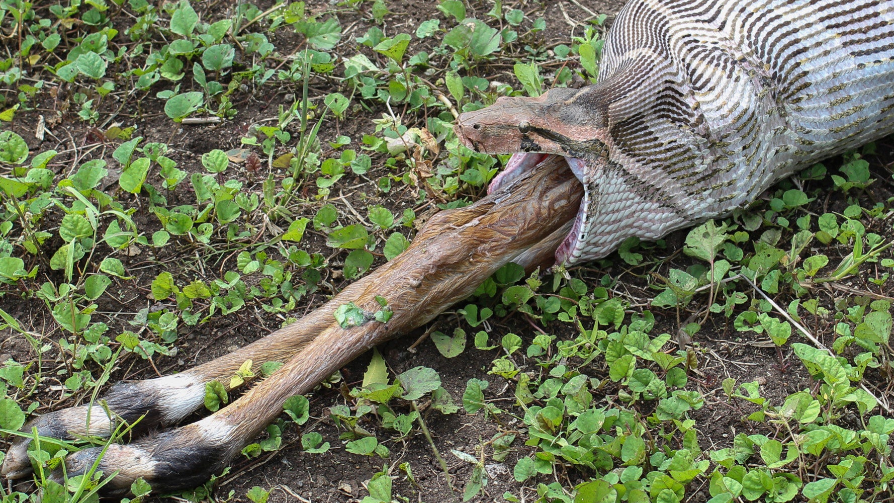 Boa Constrictor Eating Antelope