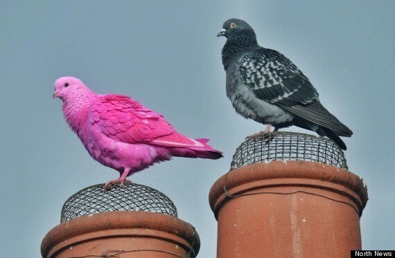 Pink Pigeon Spotted In Darlington (PICTURES) | HuffPost UK