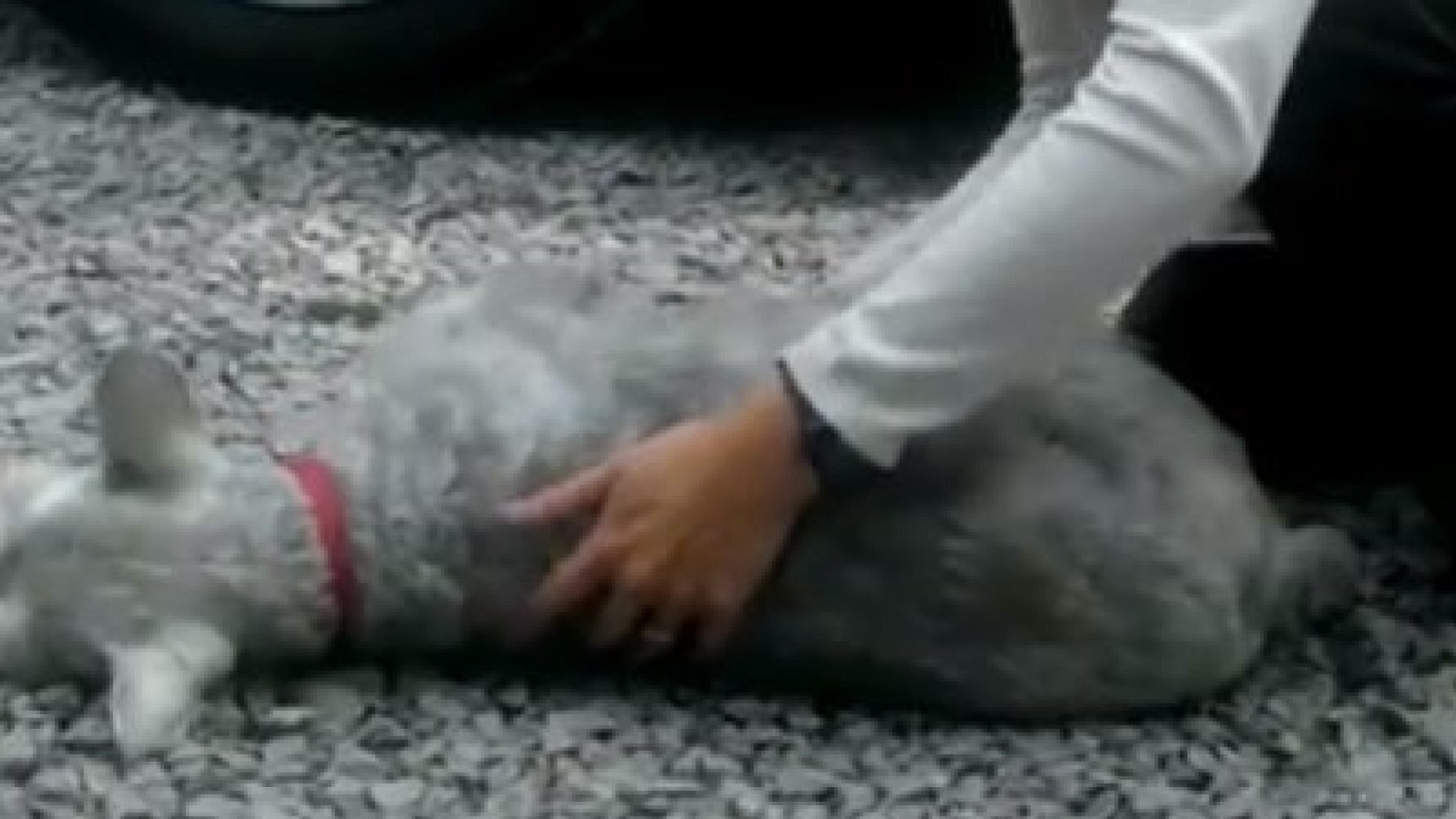 Dog Actually Faints With 'Overwhelming Joy' At Seeing Owner Rebecca ...