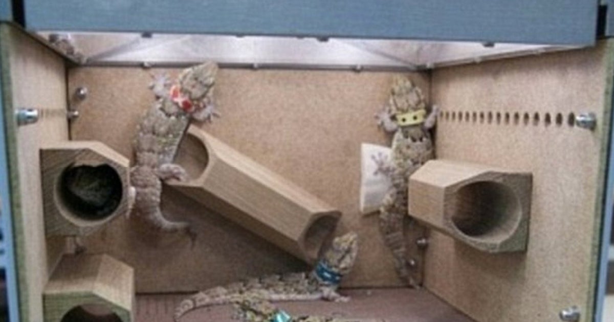 Russian Sex Gecko Satellite 'Back Under Control' | HuffPost UK Tech