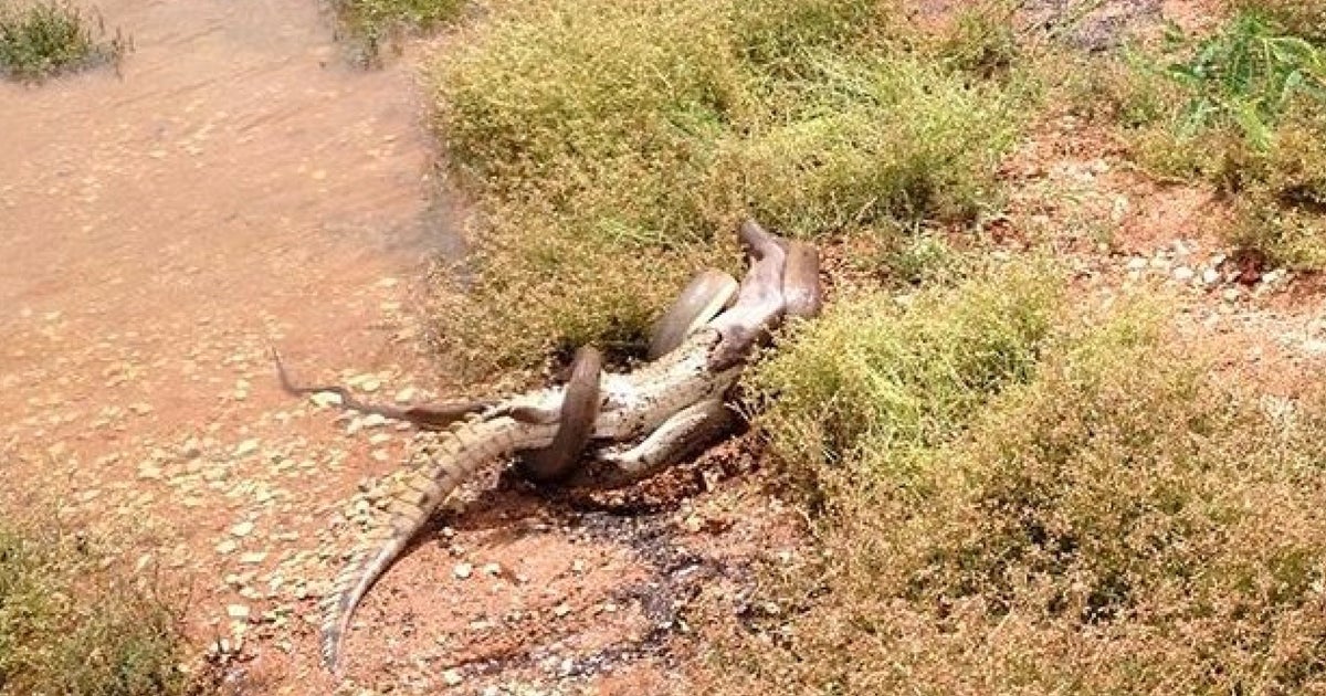 10ft Python Devours Crocodile In Queensland, Australia (PICTURES, VIDEO ...