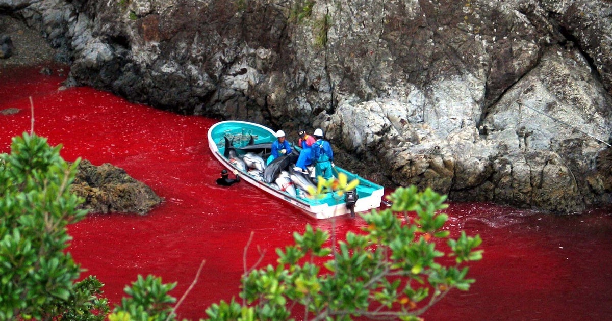 Japanese Dolphin Slaughter Town Taiji To Open Marine Park – Where You ...