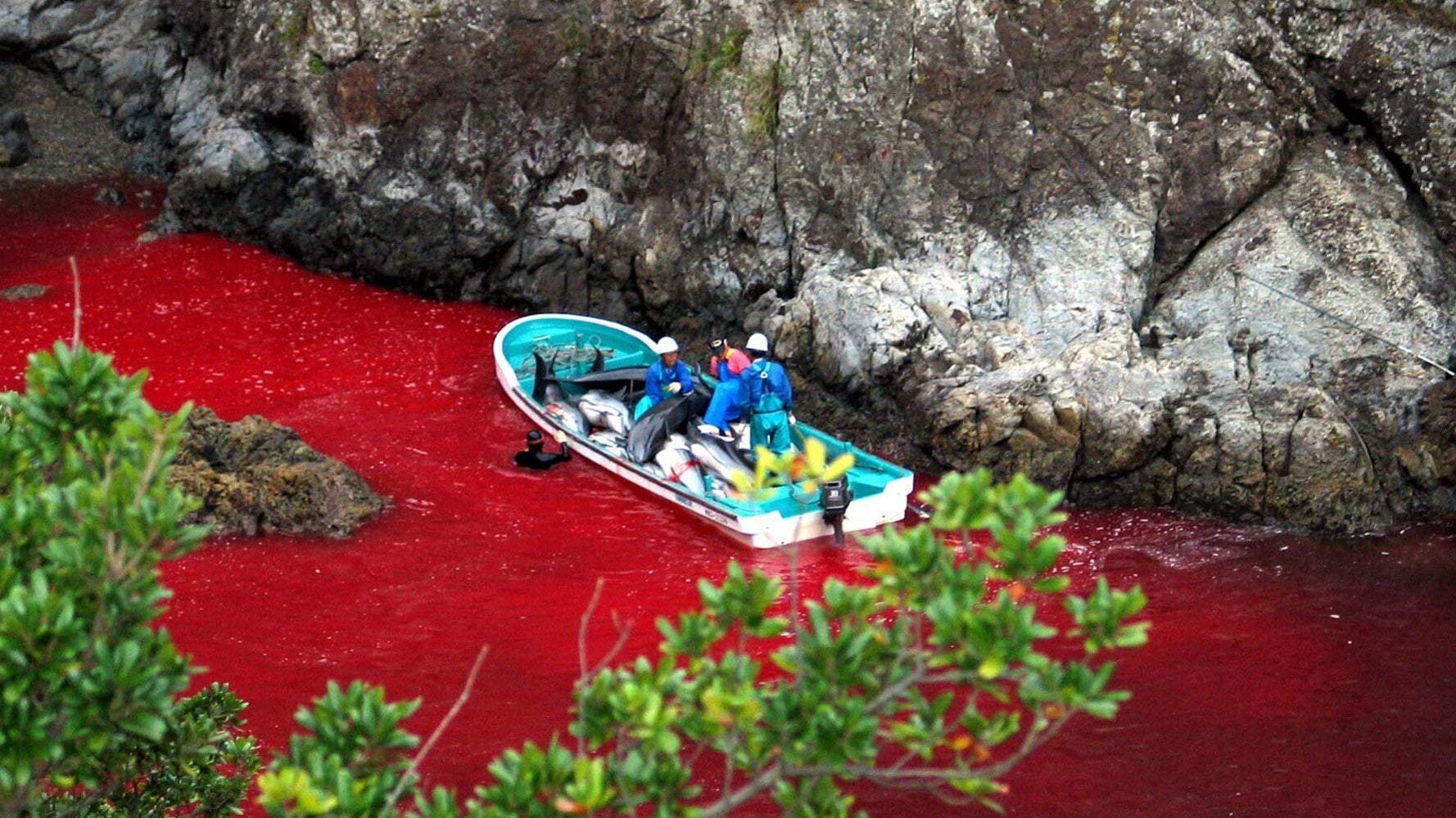 Japanese Dolphin Slaughter Town Taiji To Open Marine Park – Where You ...