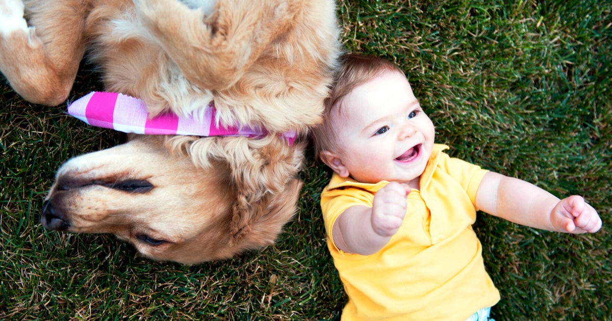 Autumn Dangers for Our Pets | HuffPost UK Life