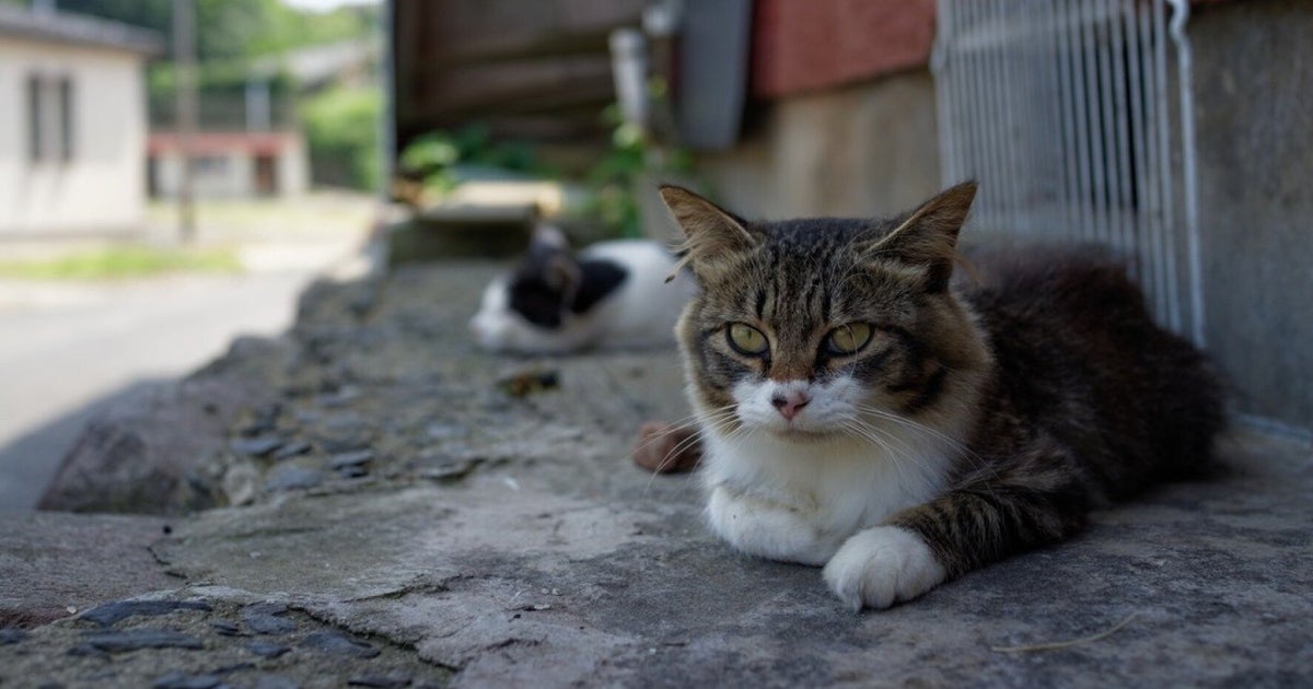 There's A Place In Japan Called 'Cat Heaven Island' And We Can't Wait ...