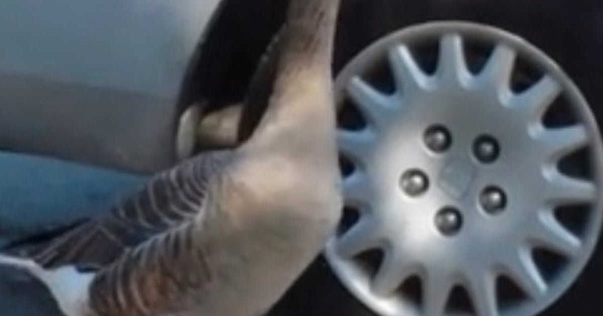 A Goose And A Car, The Greatest Love Story Of All Time (VIDEO ...