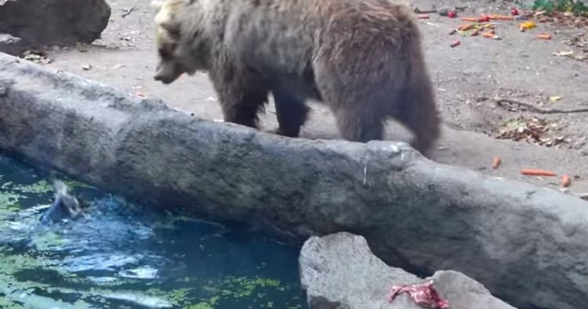 Amazing Video Shows A Bear Rescuing A Drowning Crow At Budapest Zoo ...