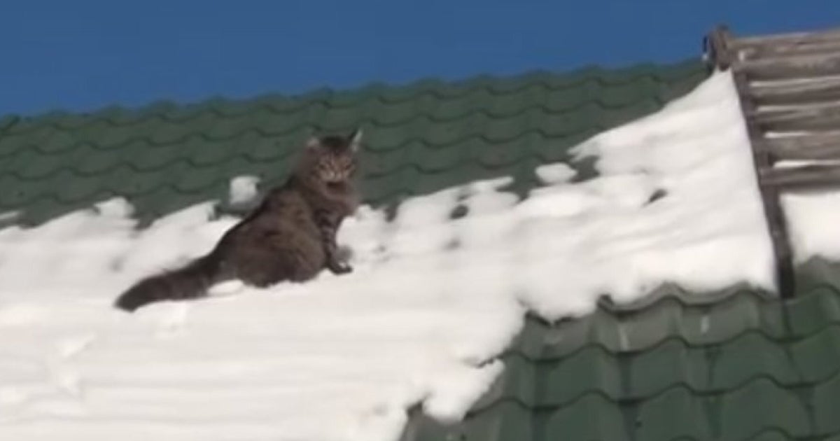 Cat Slips Off Snowy Roof, Acts Like It's No Big Deal (VIDEO) | HuffPost ...