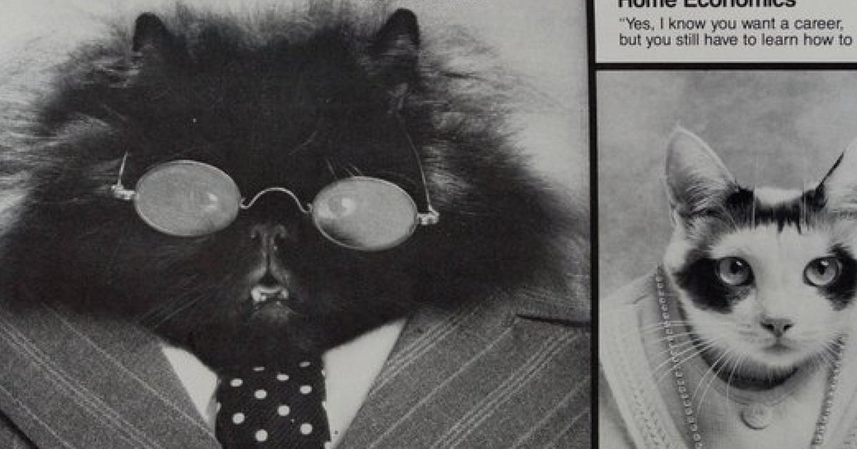 Introducing.. Cat High: The Yearbook (PICTURES) | HuffPost UK Students