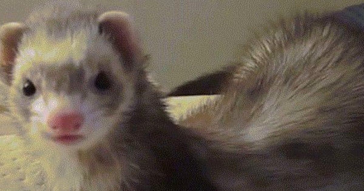 GIF Of The Day: The Dramatic Ferret | HuffPost UK Comedy