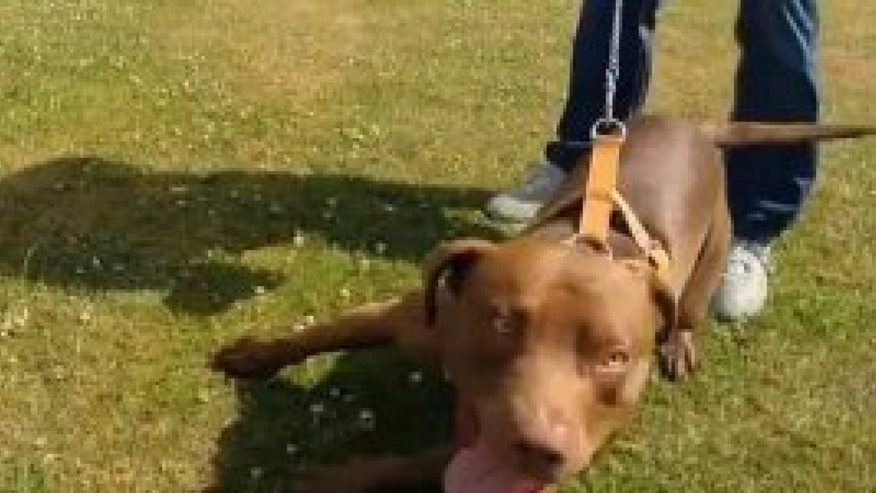 'Dangerous Dog Owners And Proud' Documentary Questions Those Owners ...