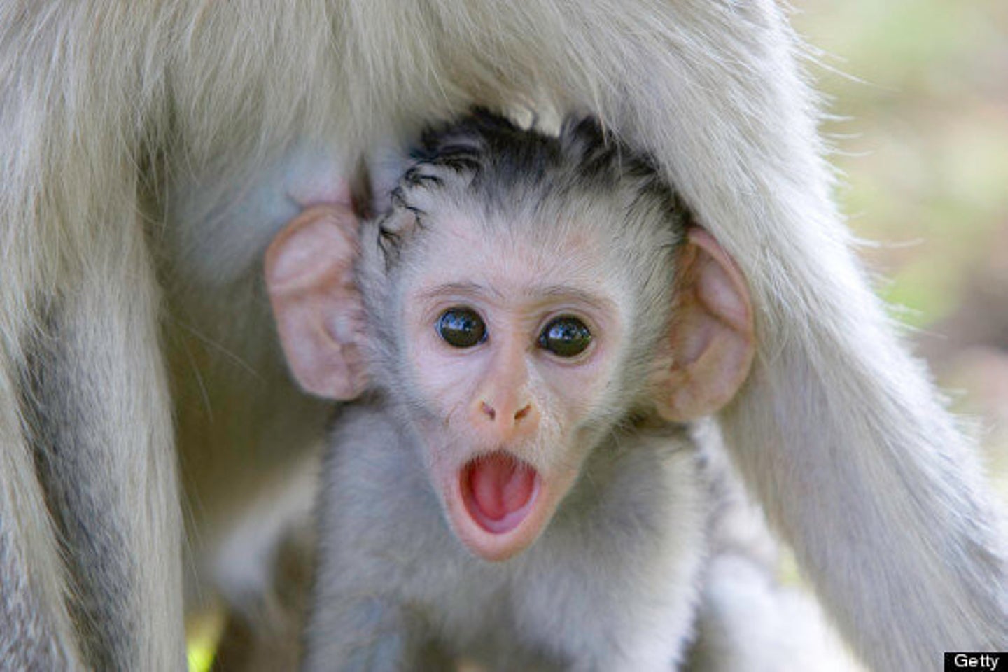 Iran To Send A Monkey Into Space (Maybe For Real This Time) | HuffPost ...