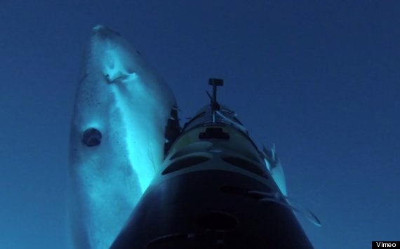 Video Captures The Moment A Great White Shark Attacks | HuffPost UK