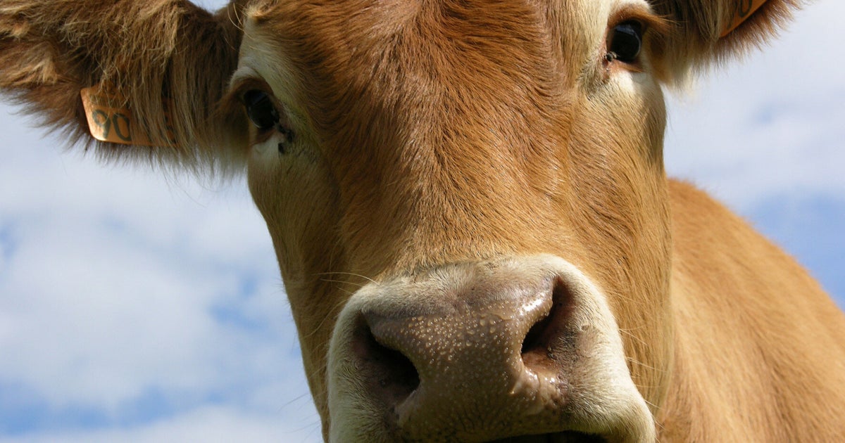 1 in 2000 Brits Could Be Carrying Proteins Linked To Mad Cow Disease ...
