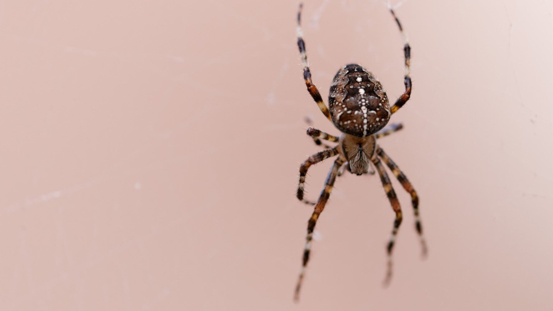 Another Person Sets Their House On Fire While Trying To Kill A Spider ...