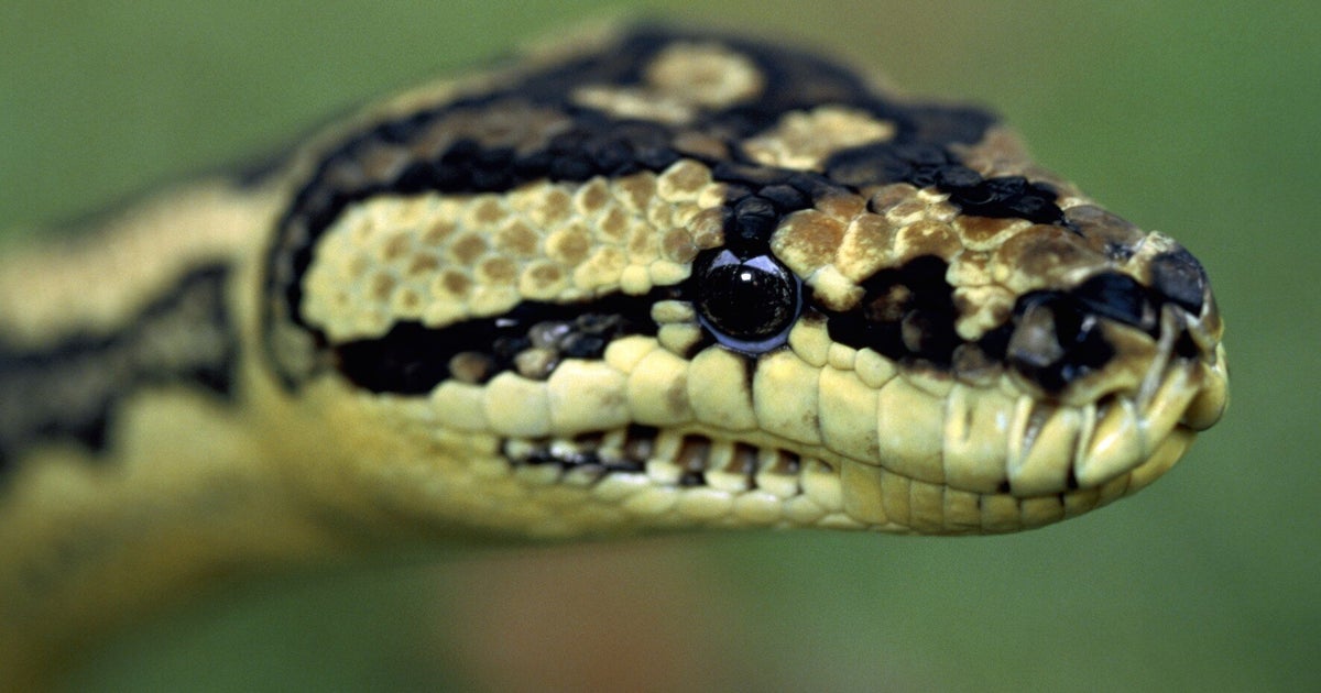 Bee, Snake And Scorpion Venom Could Be Used To Treat Cancer | HuffPost ...