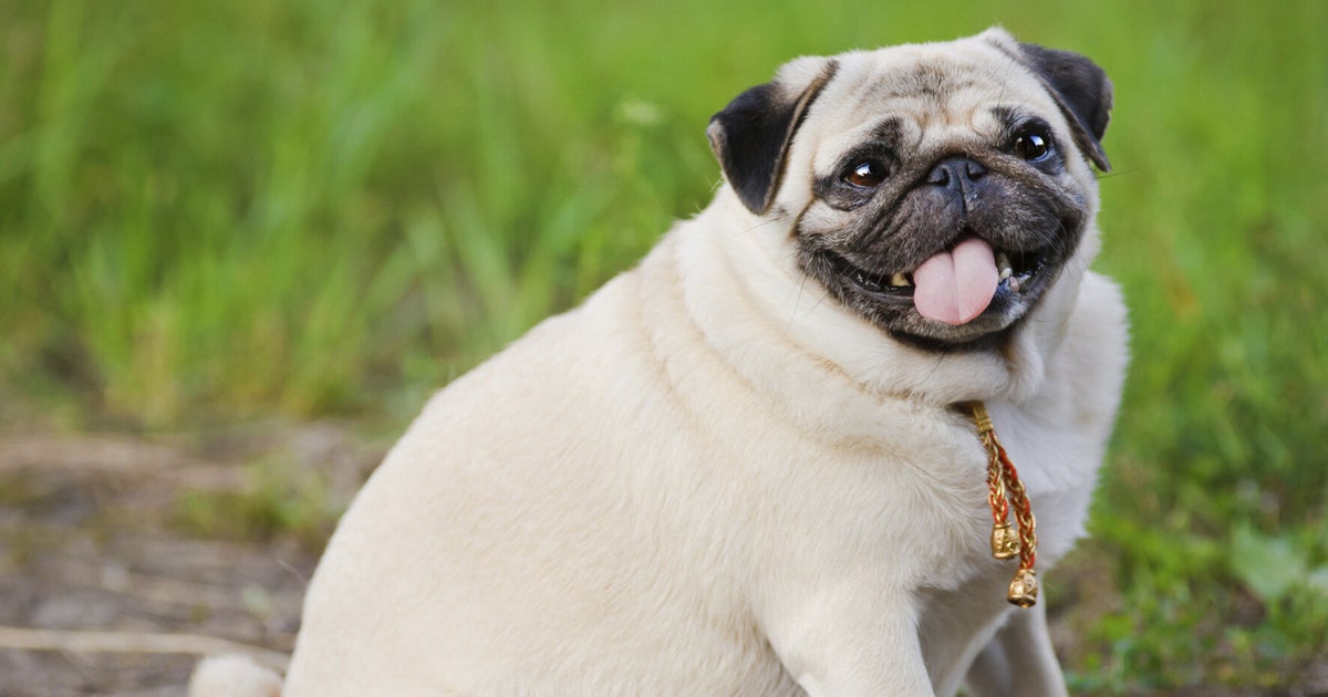 Pet Obesity: What You're (Unwittingly) Doing To Make Your Pet Fat ...