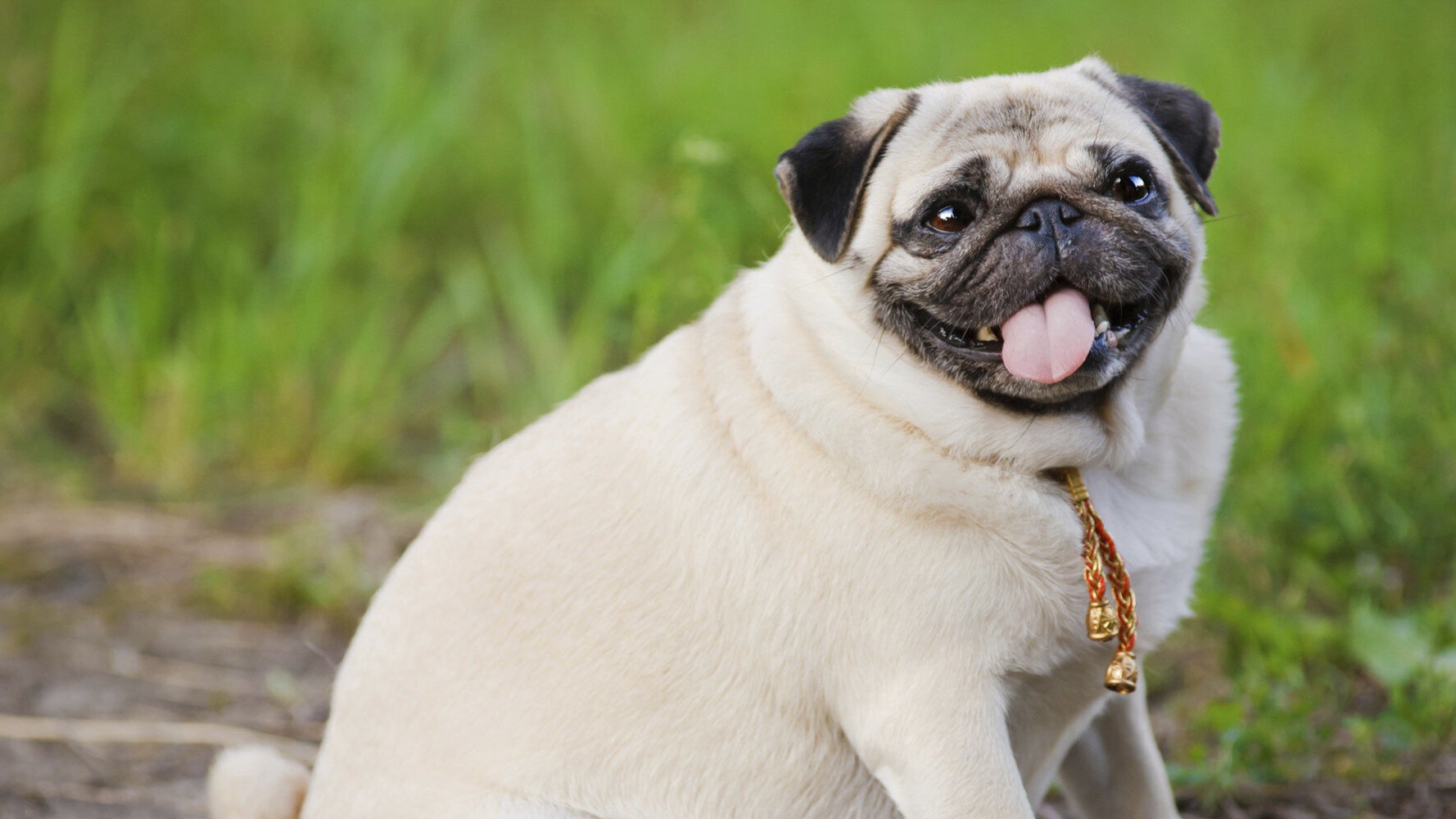 Pet Obesity: What You're (Unwittingly) Doing To Make Your Pet Fat ...