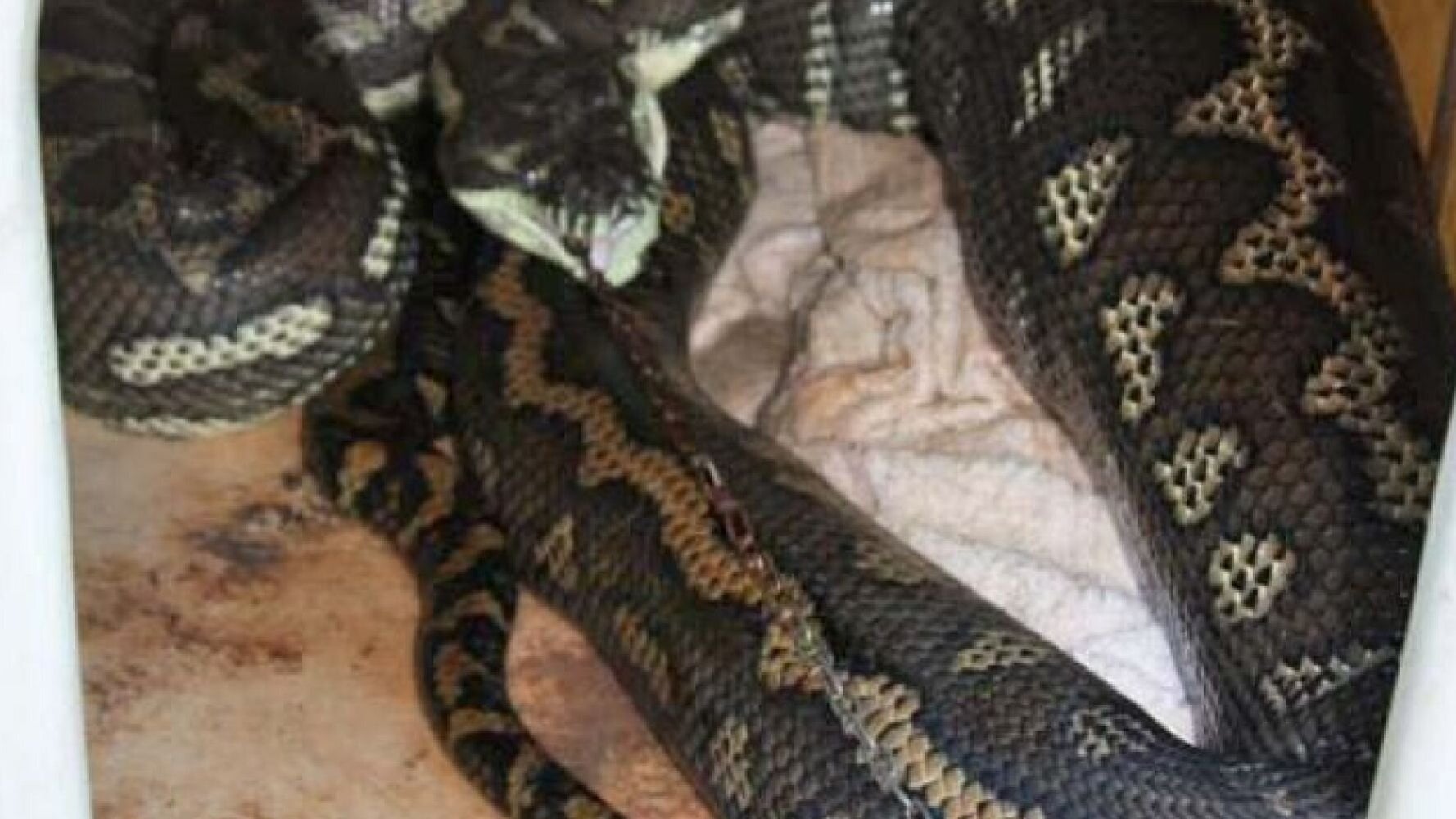 Python Swallows Dog – Then Beds Down In Its Kennel With Lead Dangling ...