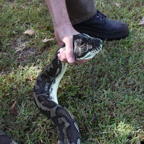 Python Swallows Dog – Then Beds Down In Its Kennel With Lead Dangling ...