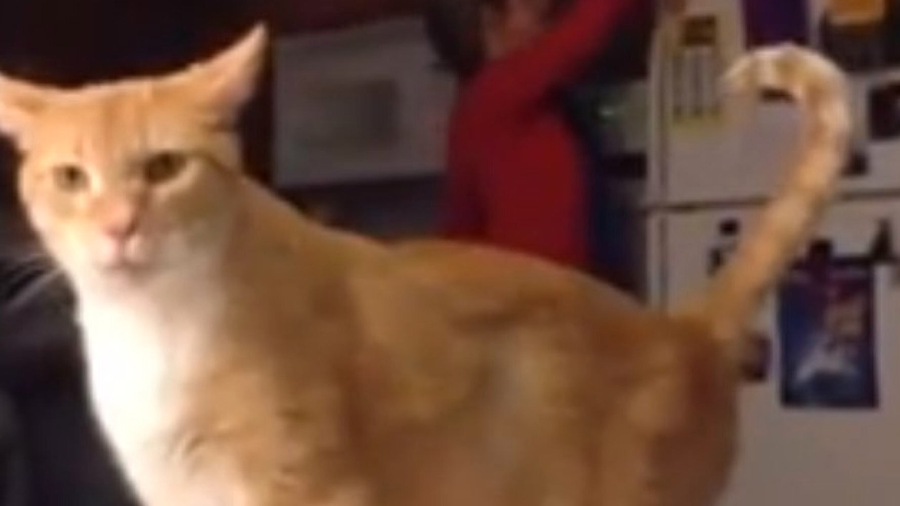 Clumsy Cats: A Compilation (VIDEO) | HuffPost UK Comedy