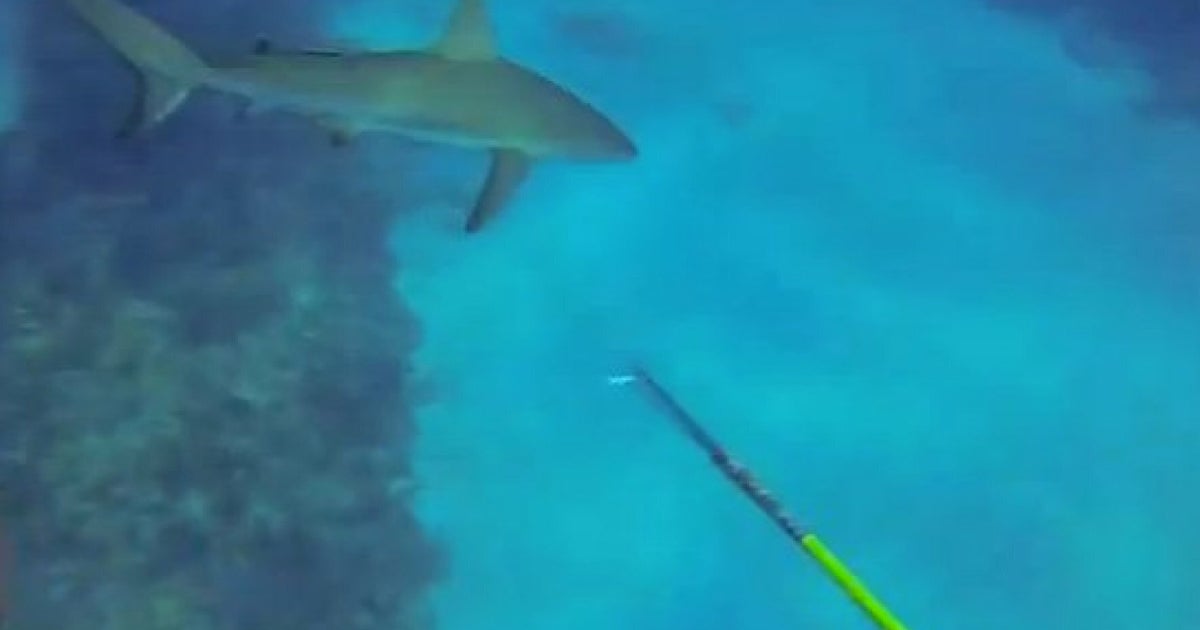 Diver Comes Face-To-Face With Shark While Wearing A GoPro | HuffPost UK ...