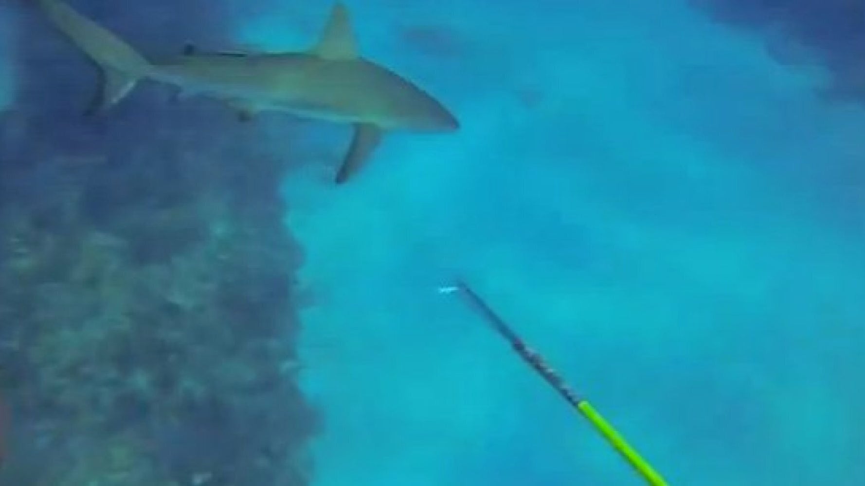Diver Comes Face-To-Face With Shark While Wearing A GoPro | HuffPost UK ...