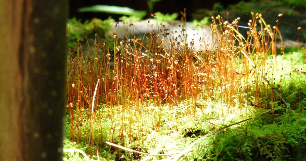 Zombie Moss: Scientists Bring 1,500-Year-Old Plants Back To Life ...