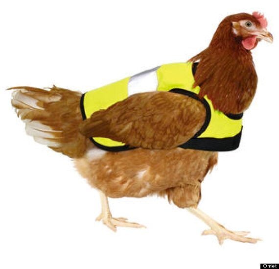 Chicken Coats Are The Best Thing Ever | HuffPost UK