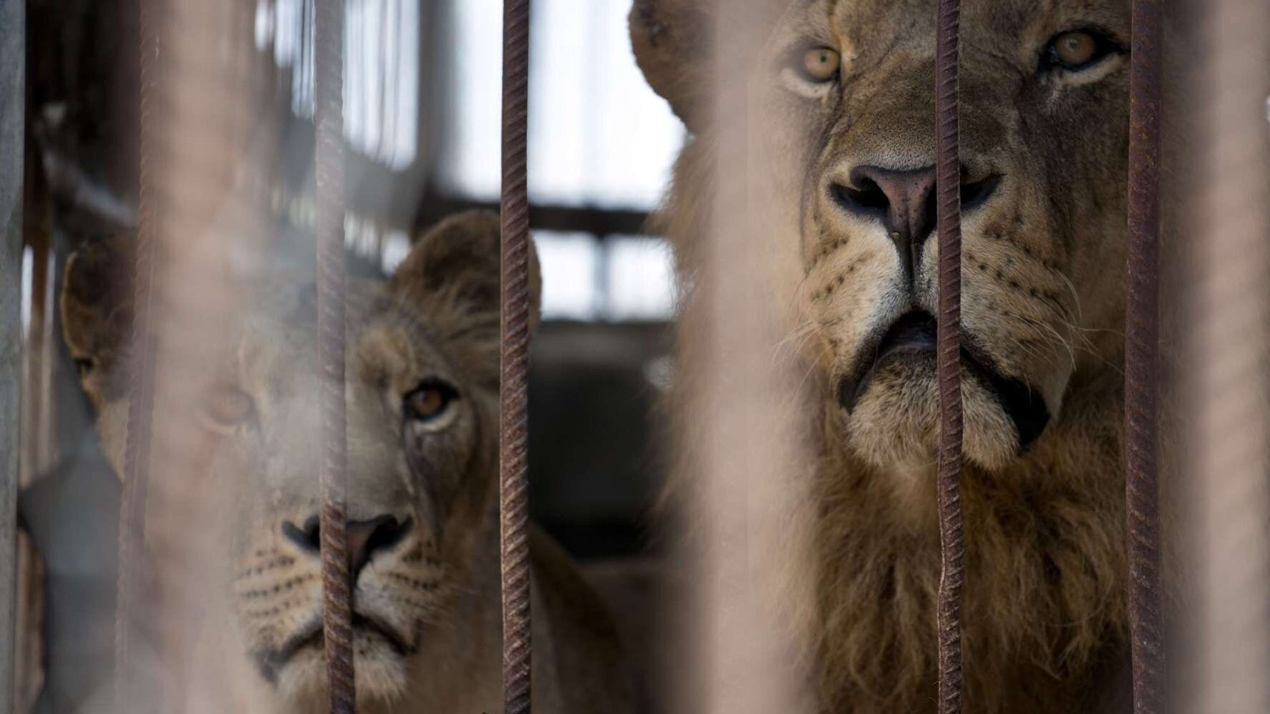 Gaza's Zoo Animals Become Latest Victims Of Israel-Hamas Conflict ...