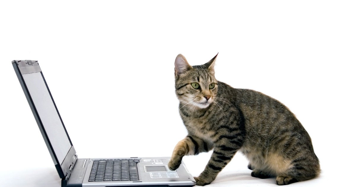 Dell Users Complain Latitude 6430u Laptops 'Smell Of Cat Urine ...