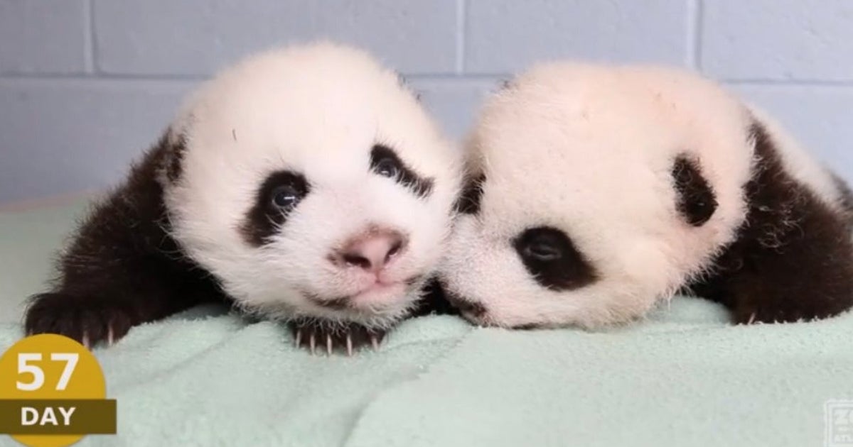 The First 100 Days In The Lives Of Two Panda Cubs (VIDEO) | HuffPost UK ...