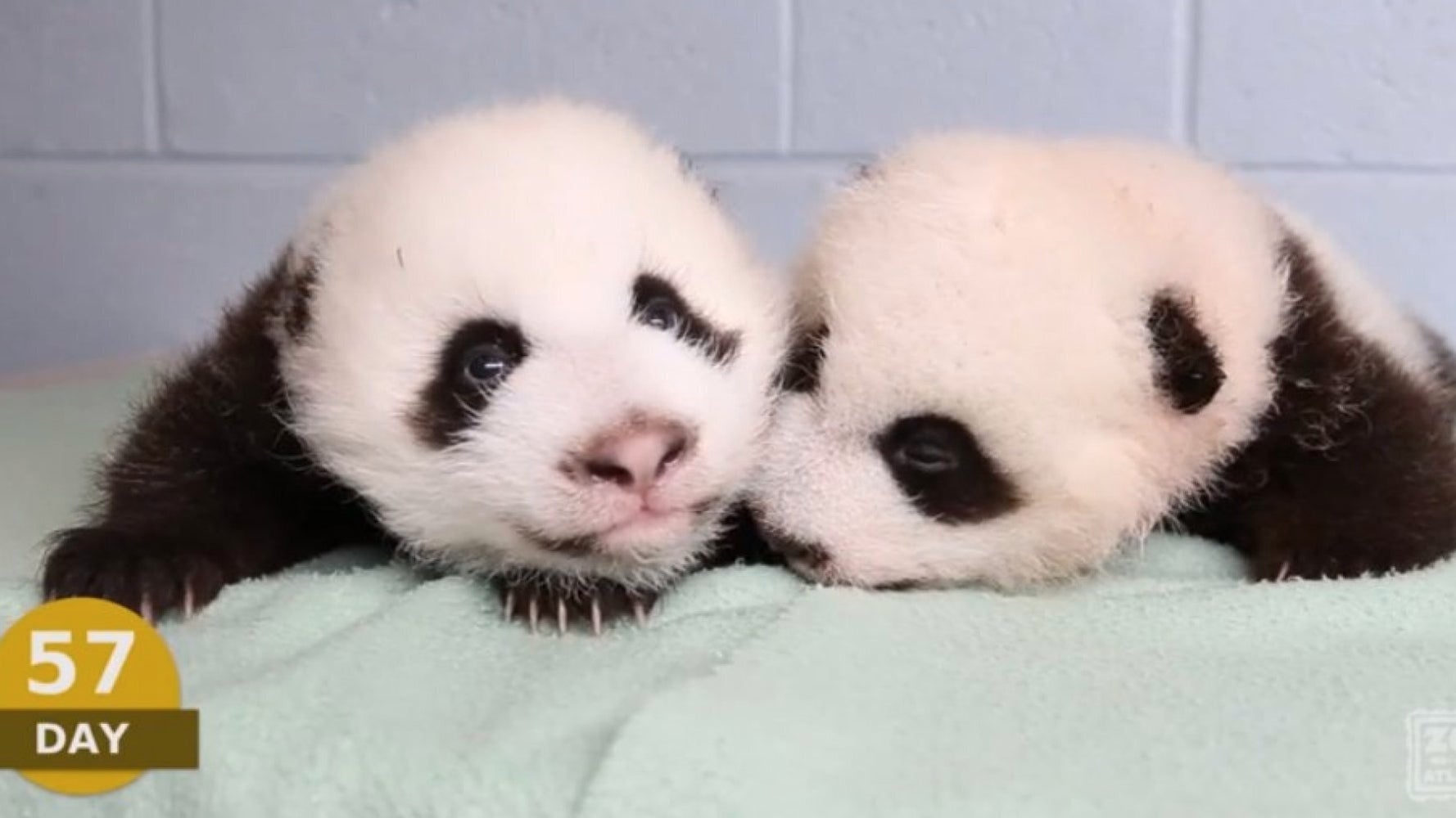 The First 100 Days In The Lives Of Two Panda Cubs (VIDEO) | HuffPost UK ...