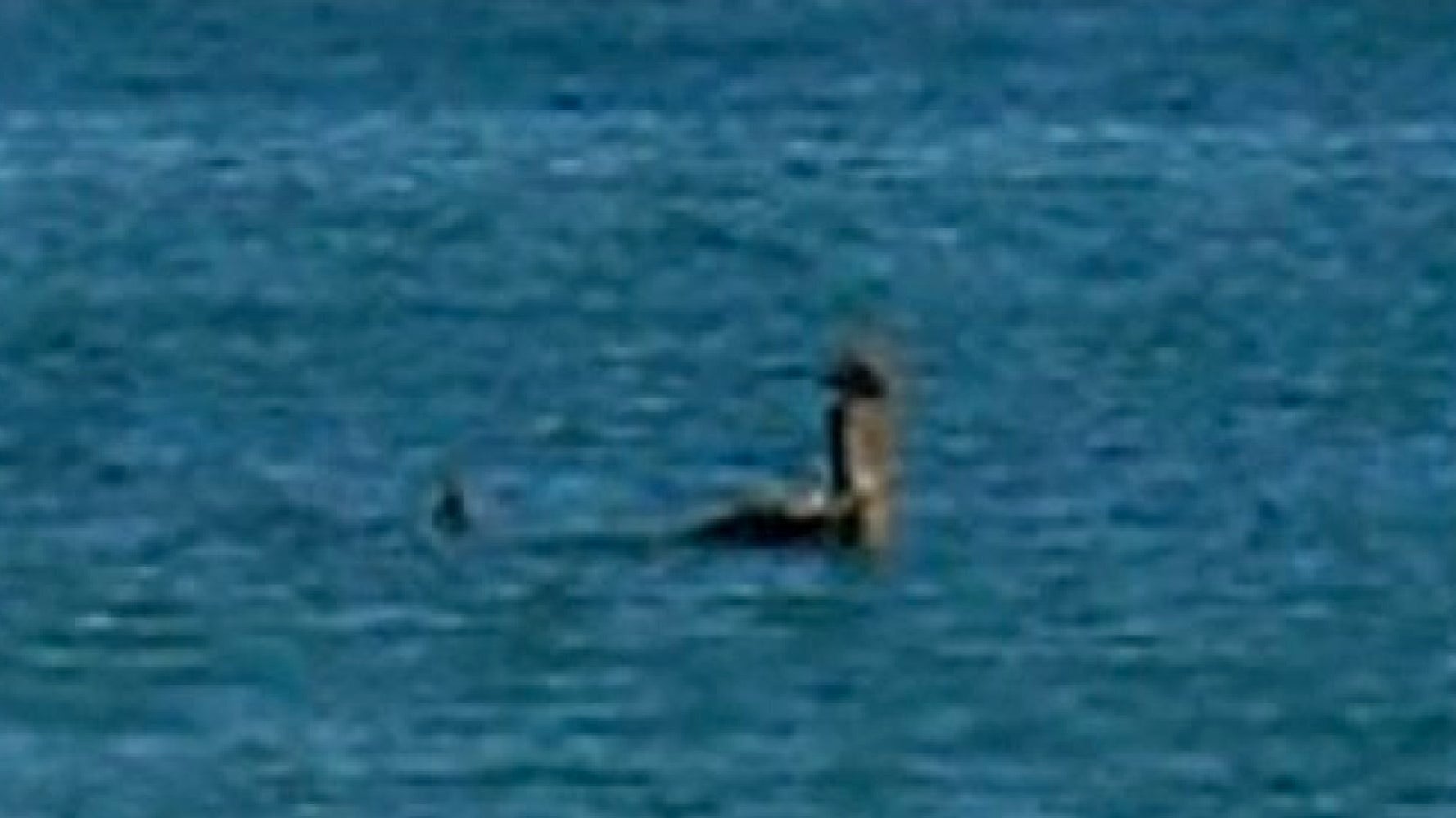 'Loch Ness Monster' Spotted Off Northern Queensland (VIDEO) | HuffPost ...
