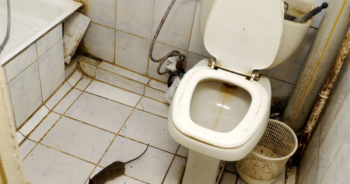 Student Housing: Quarter Infested With Vermin; Nearly Two Thirds ...