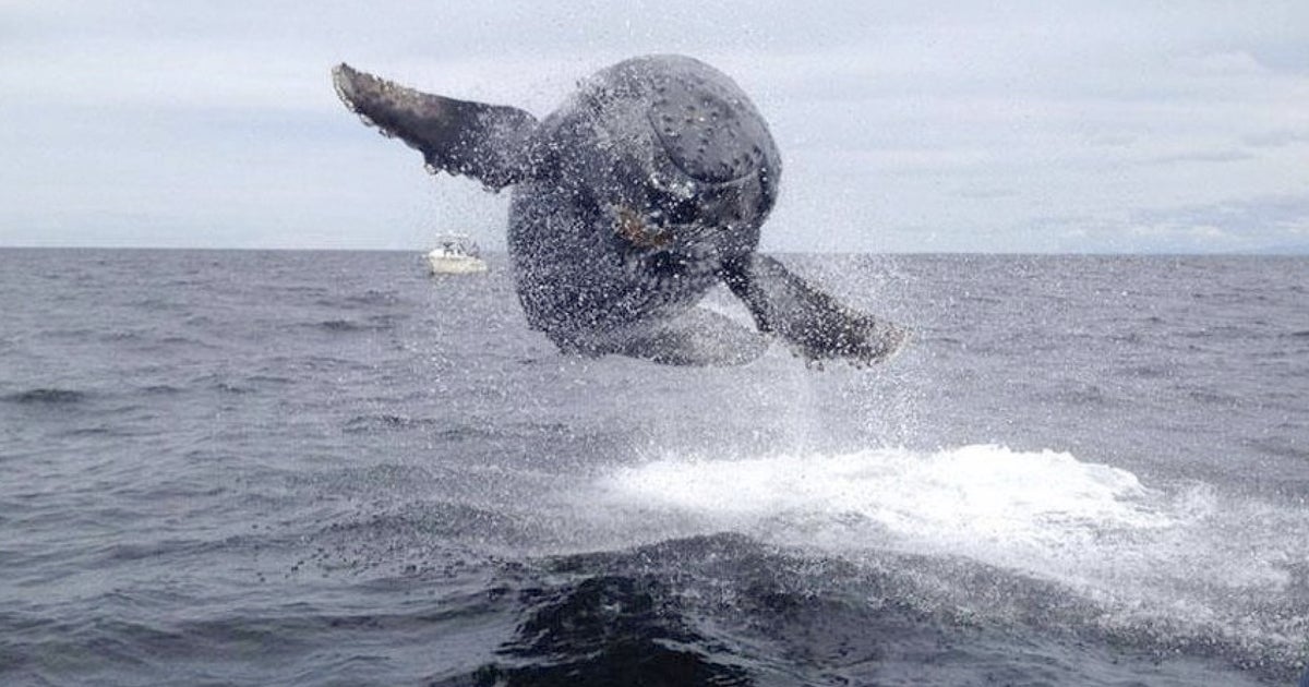 Whale 'Flies' Towards Boat In Incredible Picture Snapped In Maui ...