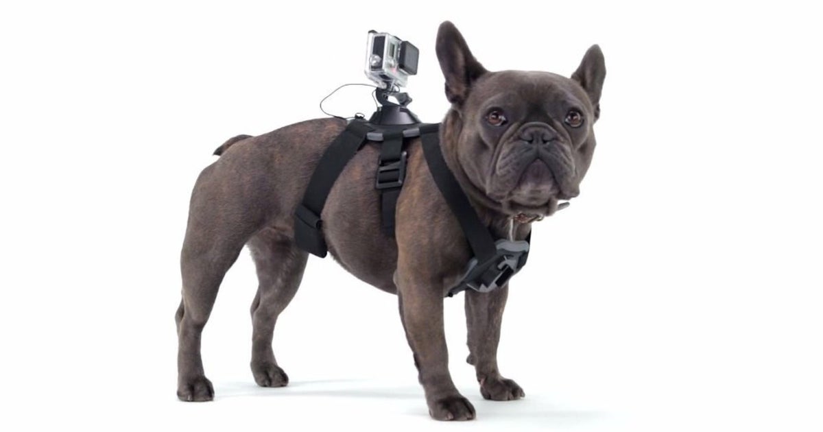 GoPro Fetch And Pawtrack: Use These Gadgets To Spy On Your Pets ...
