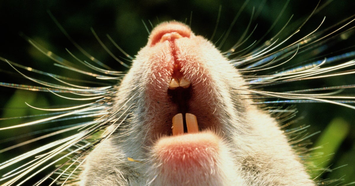 Giant Rat Eats And Kills One-Year-Old Baby In Yemen | HuffPost UK News