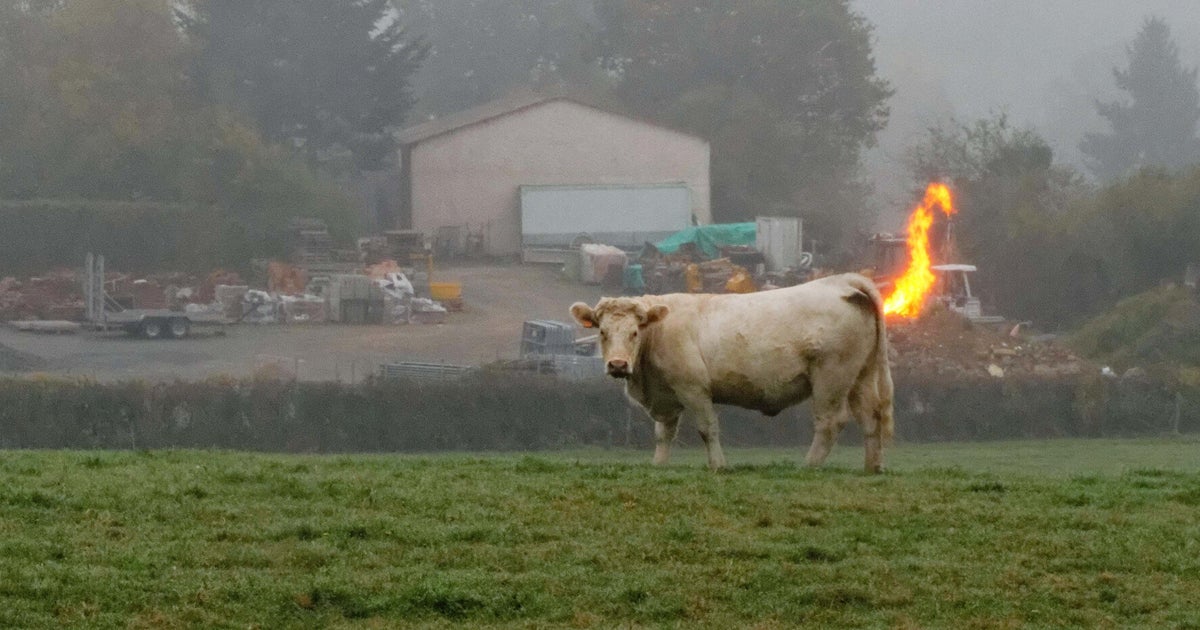 Farting Cow Appears To Blow Flames Out Of Its Arse (PICTURE) | HuffPost ...
