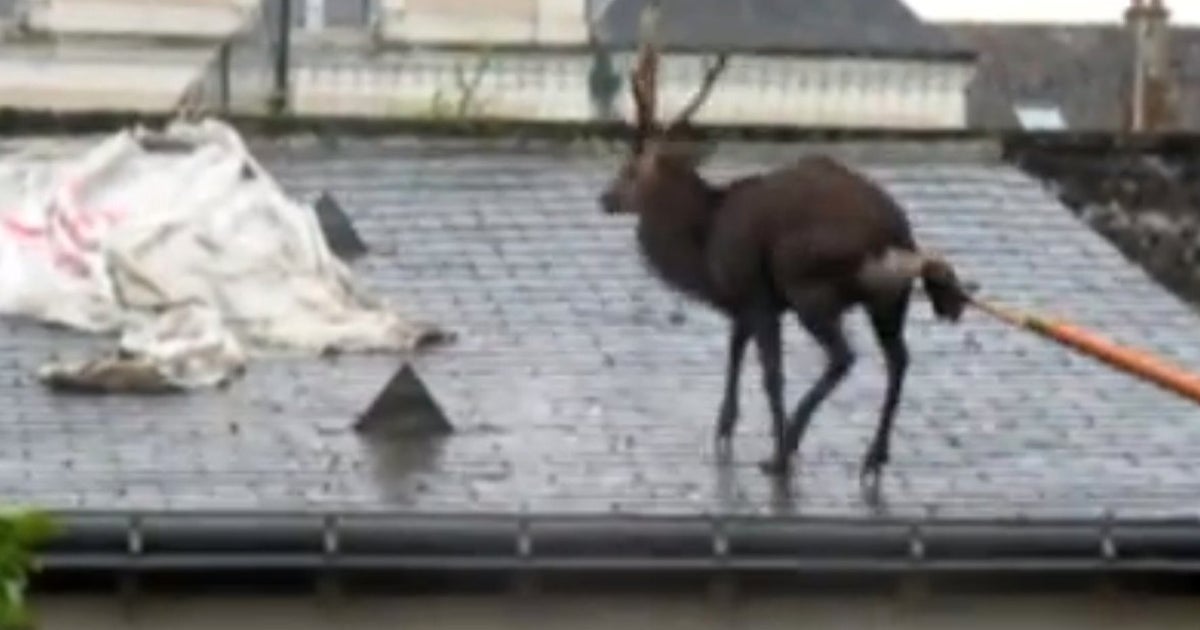 Oh Deer! Stag Gets Stuck On Roof In French Village (VIDEO) | HuffPost ...