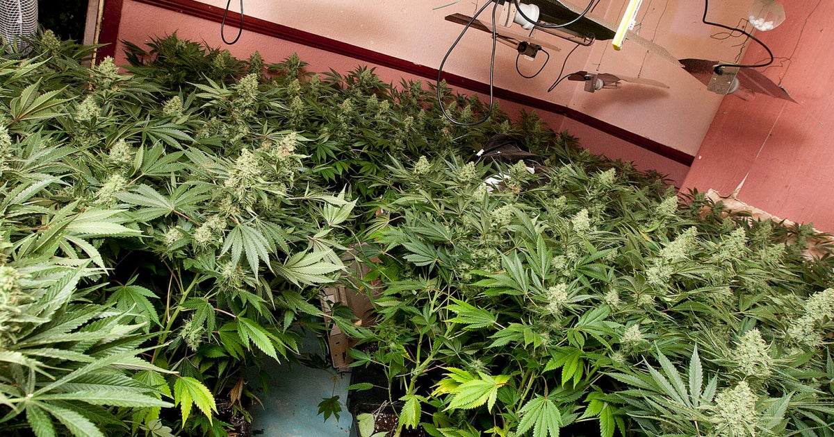 Cannabis Farm Worth £180,000 Found In Two Manchester Houses (PICTURES ...
