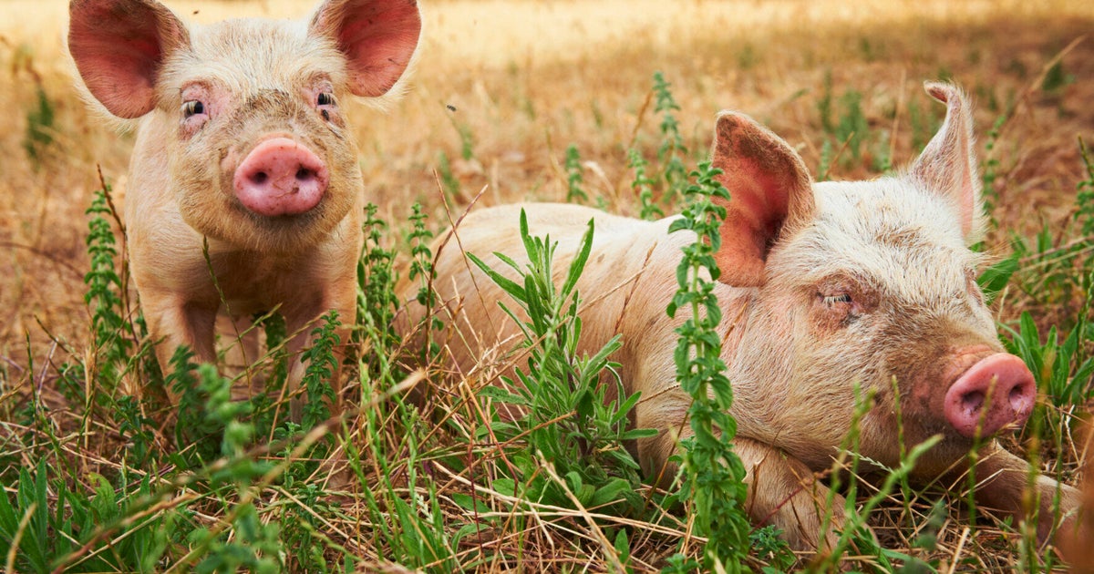 We Need To Eat Less Meat To Reduce Global Warming And World Hunger, Say ...