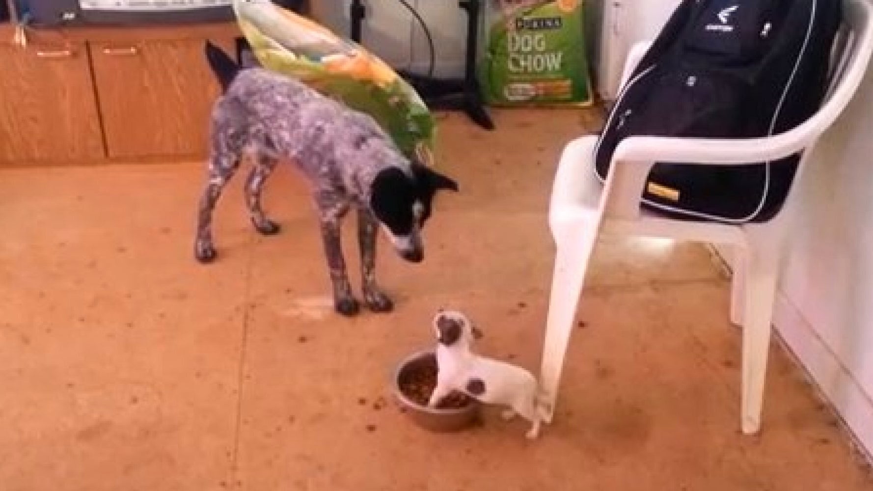 Tiny Dog Shows Big Dog Who's Boss (VIDEO) | HuffPost UK Comedy