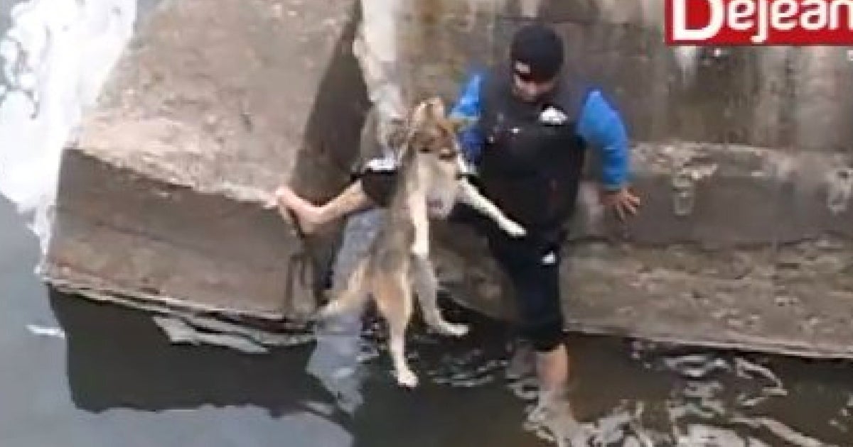 Heartwarming Video Of The Day: Fishermen Rescue Dog, And He's VERY ...