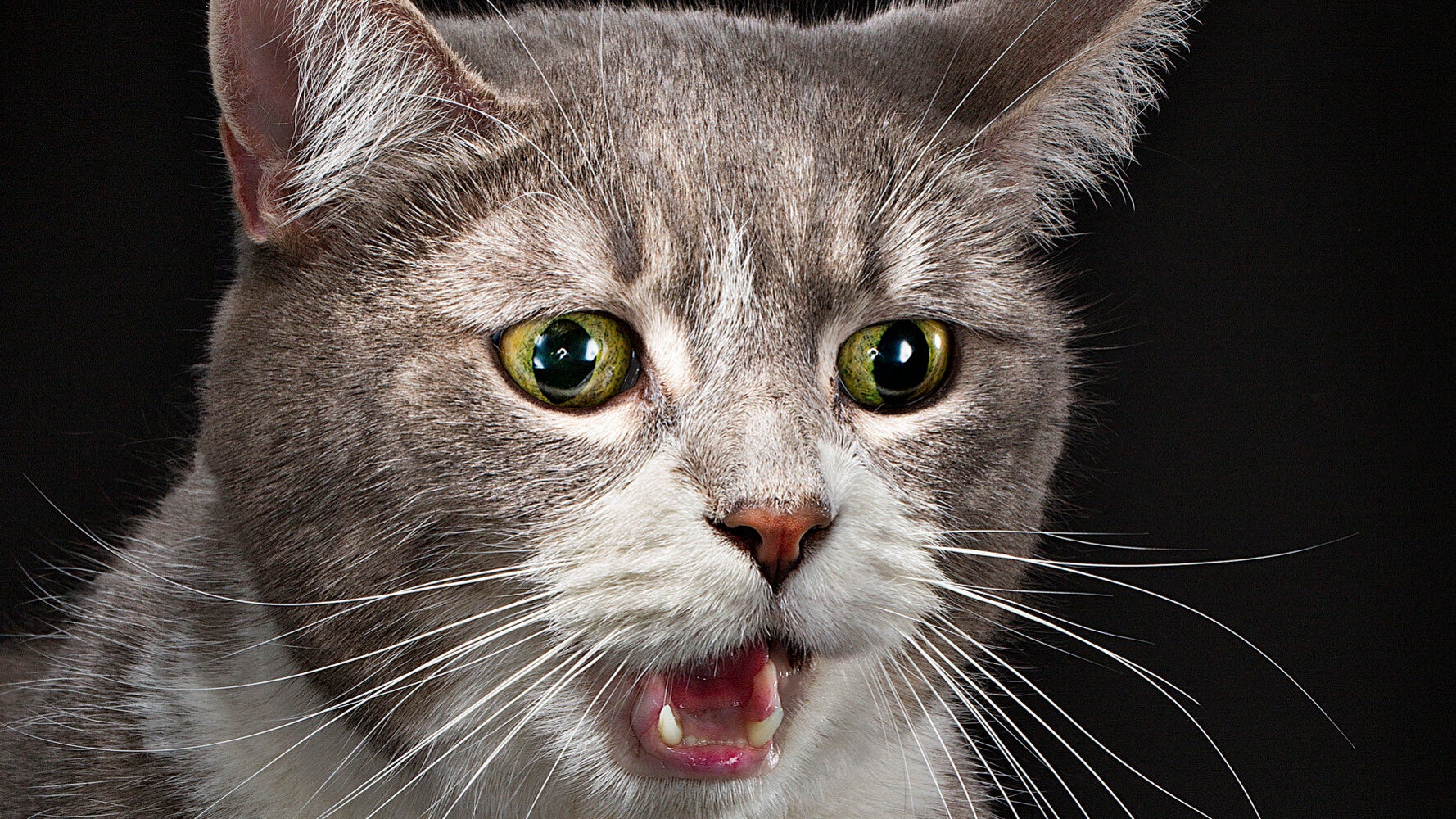 Pet Cats Infect Two People With TB In First Ever Case Of Feline-Human ...