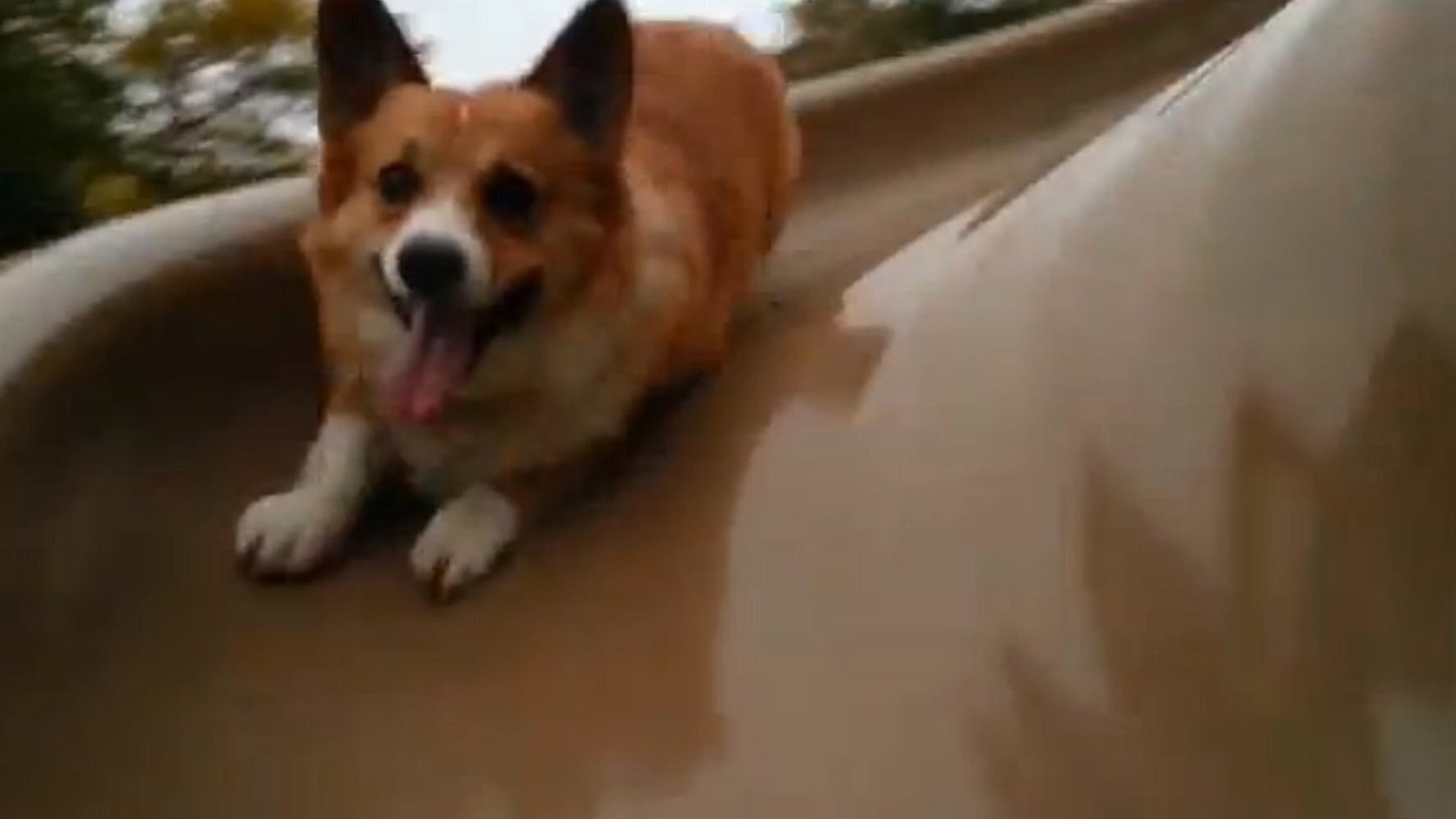 Corgi On A Slide! (VIDEO) | HuffPost UK Comedy