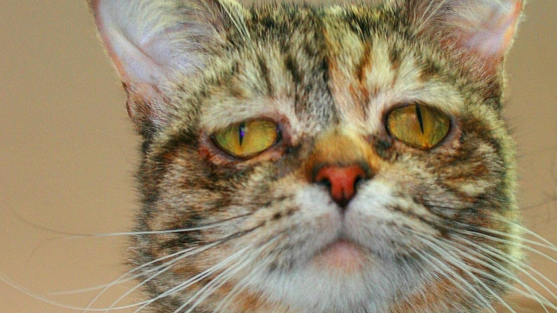 The World's Saddest Cat Finally Finds A Home | HuffPost UK Comedy